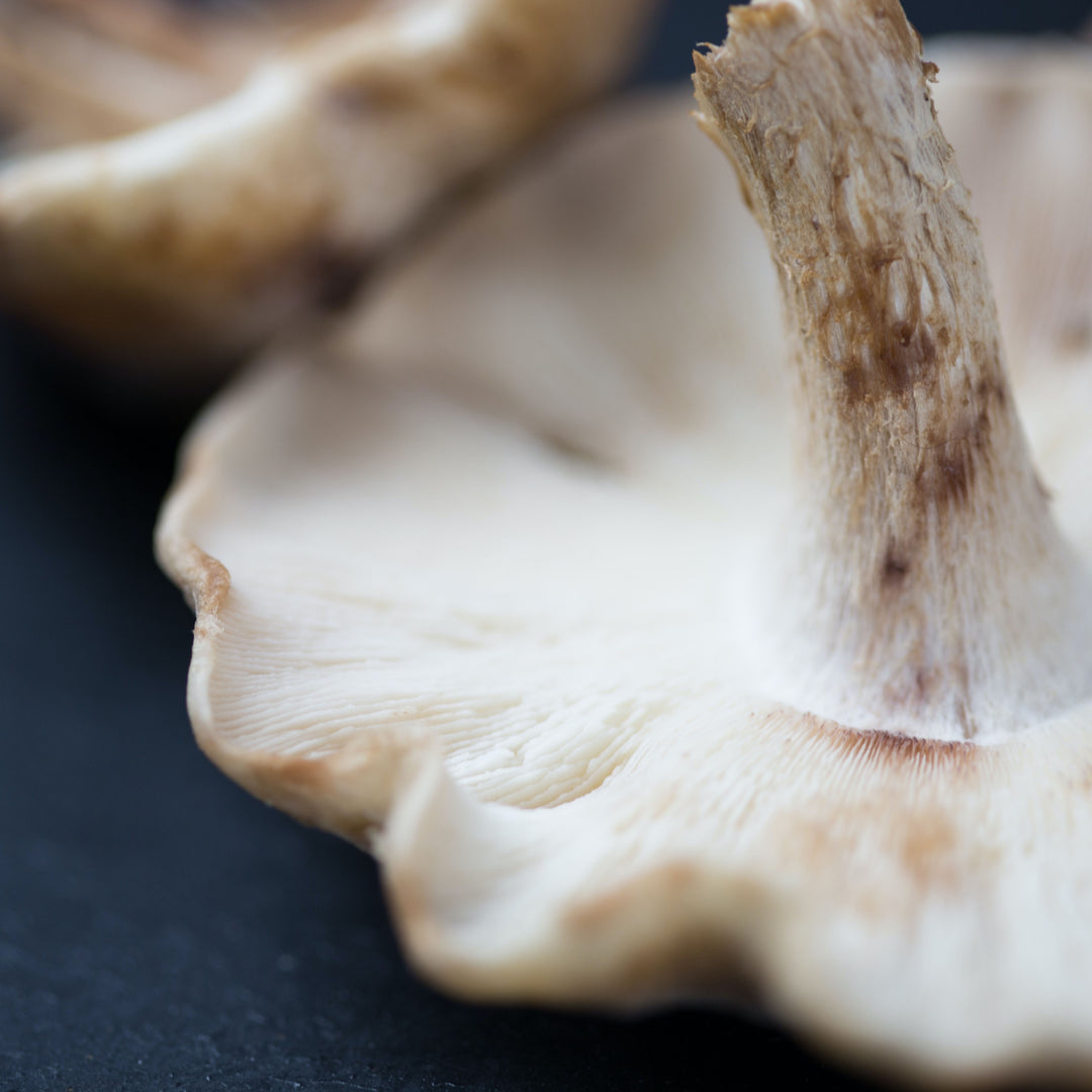 MycoLogical Natural Products