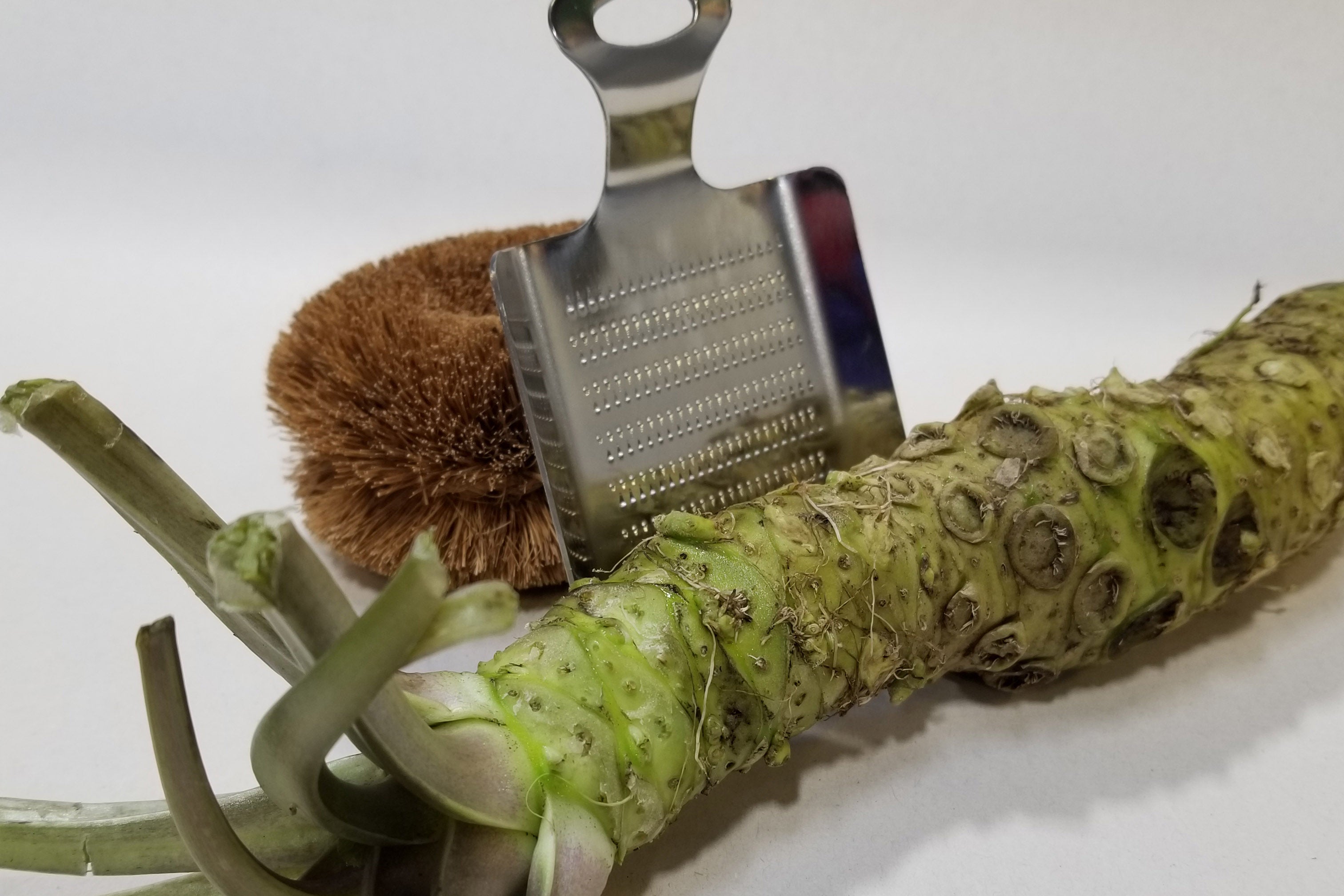 Fresh Wasabi Root, Grater, and Brush – MycoLogical